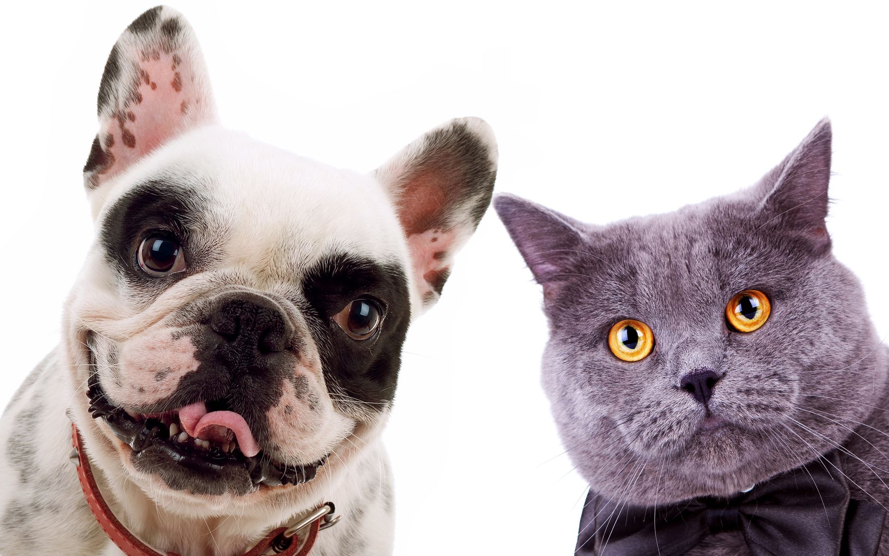 Animals and the Soul-Emotional Connection - Michele Knight-Waite
