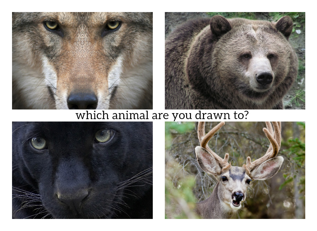 Animal Spirit Oracle - Michele Knight-Waite